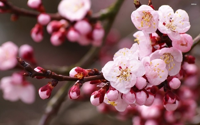 Những Sắc Hoa Xuân - Viet Flowers